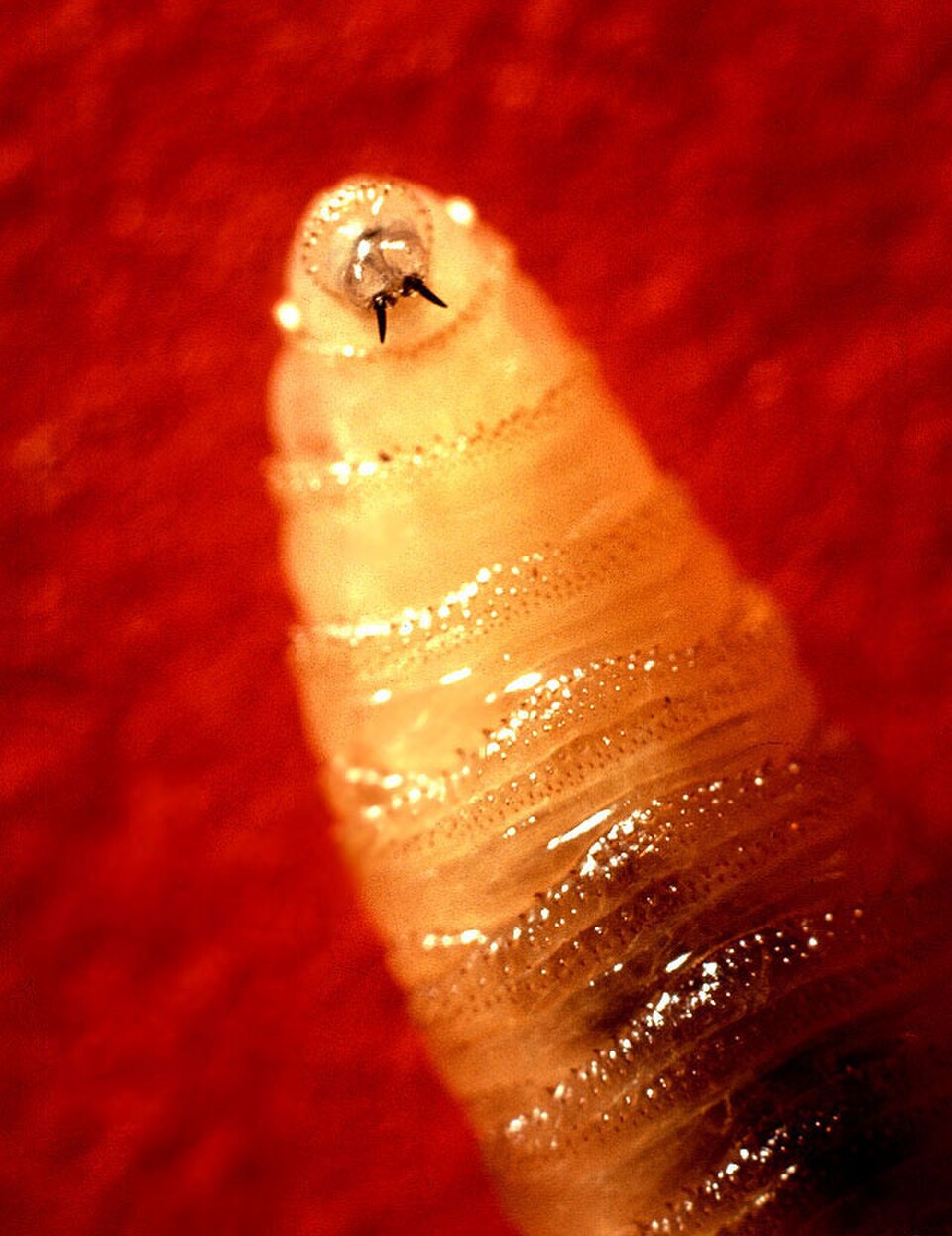 CDC Activates Emergency Response to Flesh-Eating Screwworm Outbreak ...