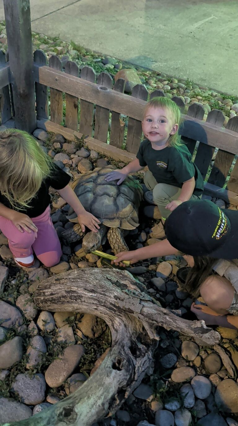Stolen Tortoise Returned to Colorado Springs Pet Shop; Suspect Held ...